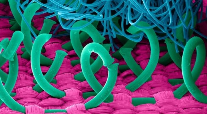 Scientists Make Biodegradable Velcro Inspired From Catchweed Plant