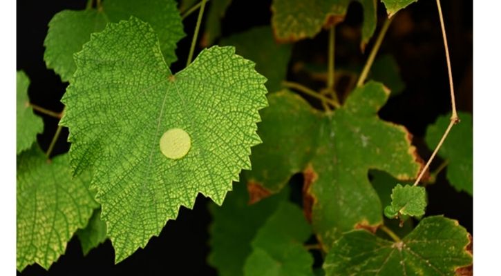 Scientists Make Biodegradable Velcro Inspired From Catchweed Plant