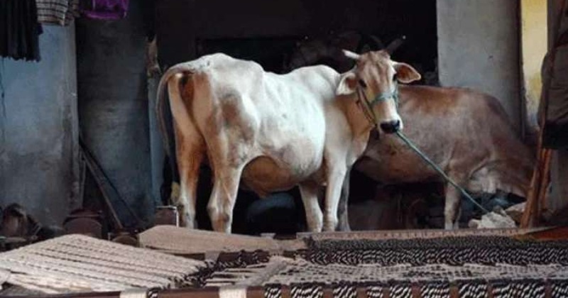 'Scientifically Proven' That Cow Dung Protects Houses From Atomic ...