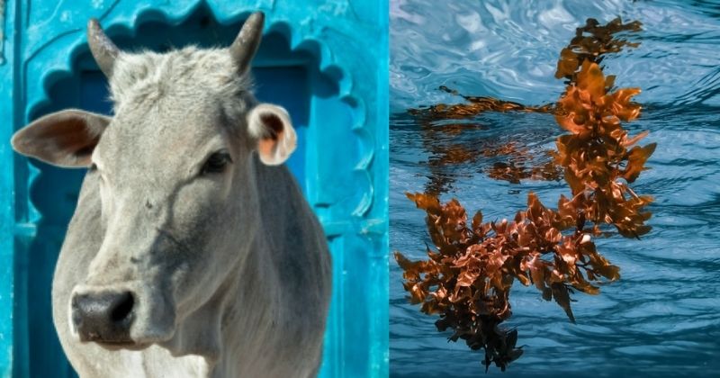 Scientists Find Seaweed That Can Bring Cow Methane Emissions Down To Zero