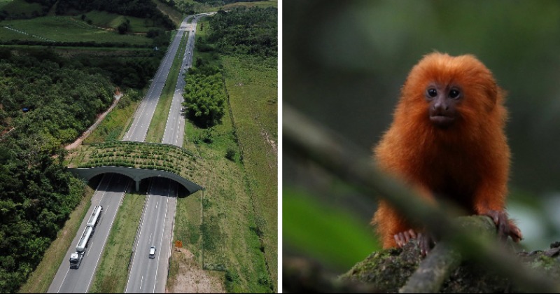 Brazil Builds Bridge To Help Endangered Monkeys To Safely Cross Busy ...