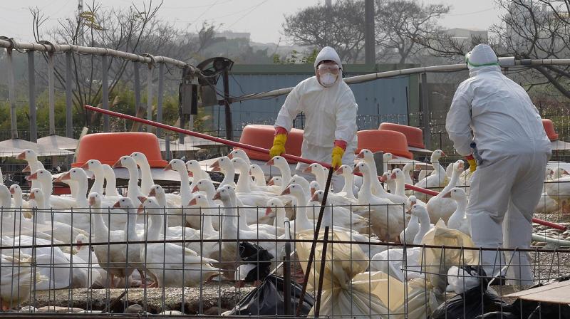 Bird Flu Scare: 12,000 Ducks Culled, Buried In Specific Spot In Kerala ...