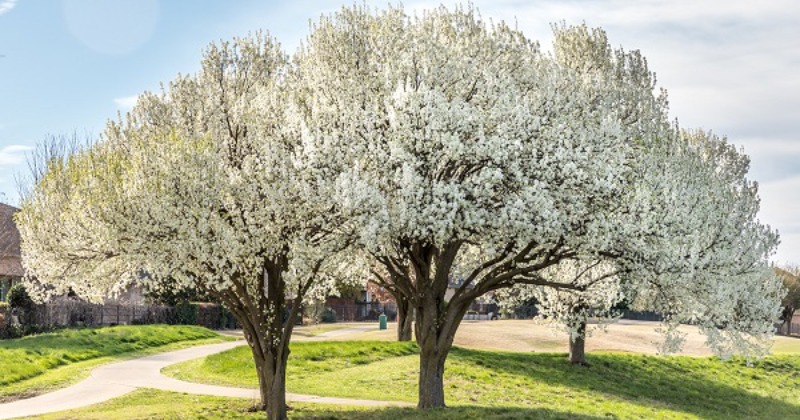 There Is A Big Reward For The Removal Of Stinky Pear Trees
