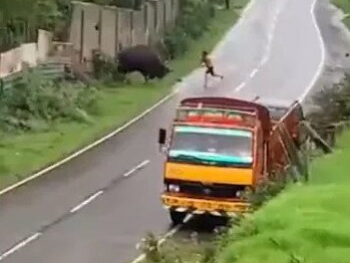 Tamil Nadu: Video Of A Man Brutally Assaulting An Injured Indian Gaur ...