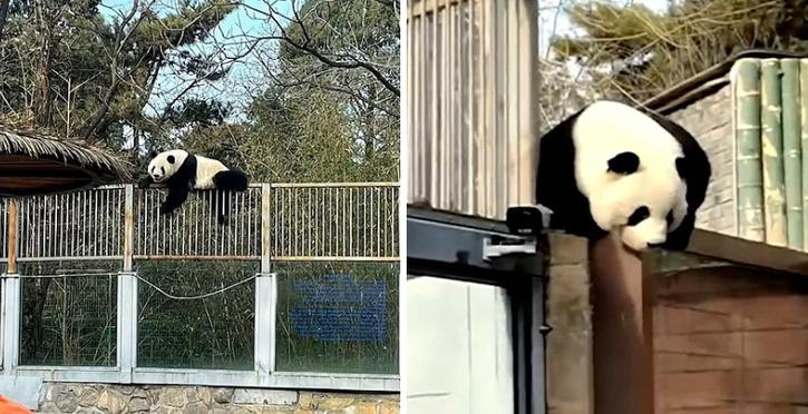 Giant Panda Causes Chaos After Breaking Out Of His Enclosure At Beijing Zoo