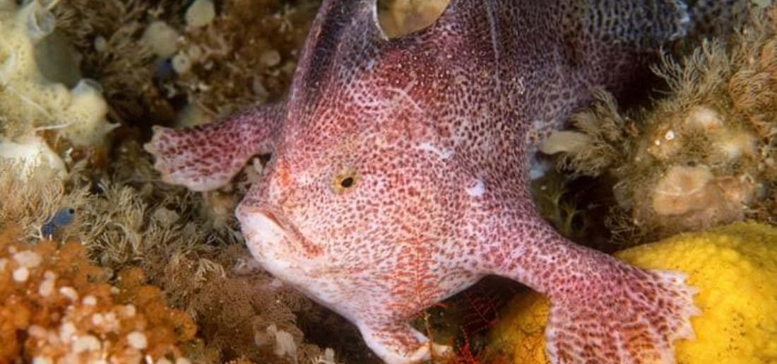 Rare Walking Fish With Hands Spotted In Australia