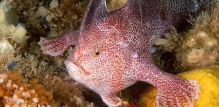 Rare Walking Fish With Hands Spotted In Australia