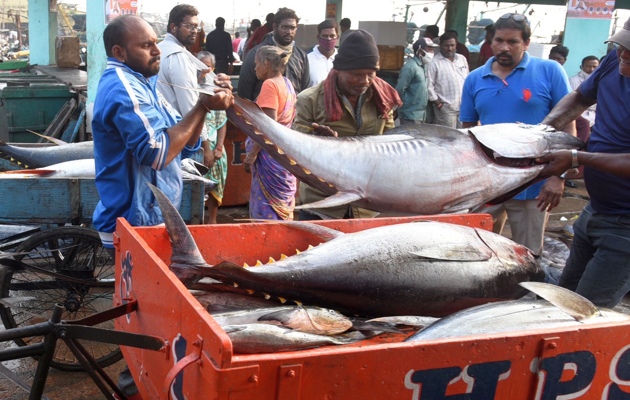Freshwater Fish Population Is On The Decline Thanks To Us & Globally ...