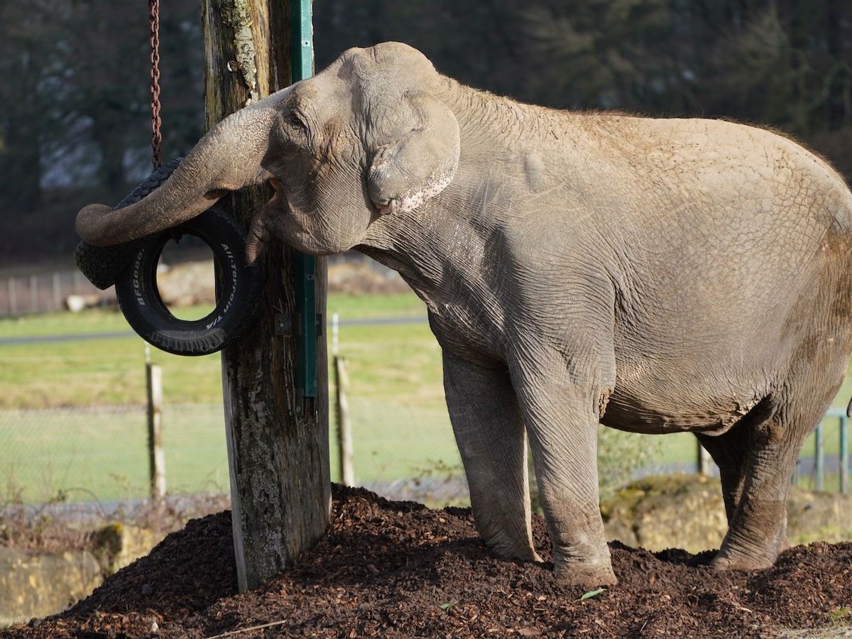 UK's Loneliest Elephant Hasn't Seen Her Own Kind In 20 Yrs!