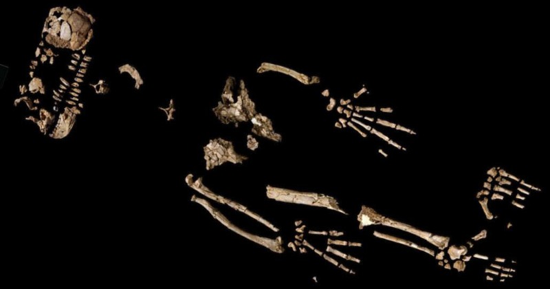 4.4 Million-Year-Old Skeleton Can Answer How Humans Evolved To Walk Upright