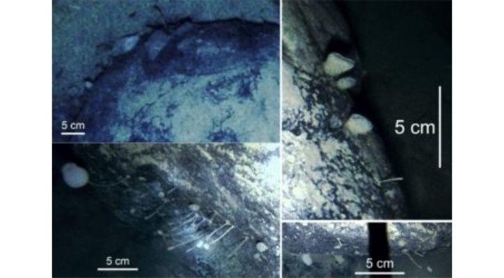 Scientists Find Two Unknown Creatures Under 3000 Feet Of Antarctic Ice