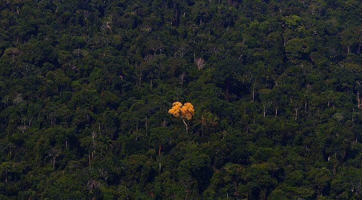 More Tress Can Often Contribute To Global Warming Than Help Reduce It ...