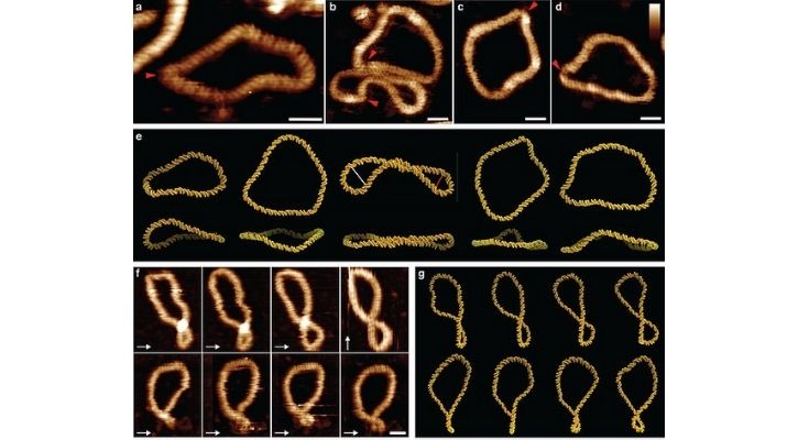 Scientists Capture Most Detailed Pic Of A Single Human DNA Molecule