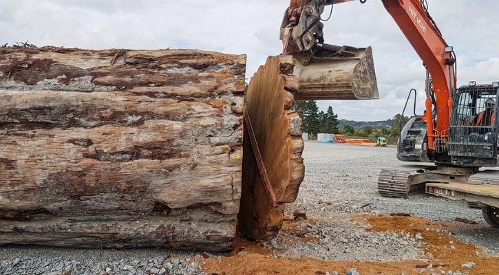 42,000 Year Old Tree Captured Evidence Of Earth’s Magnetic Field Flipping