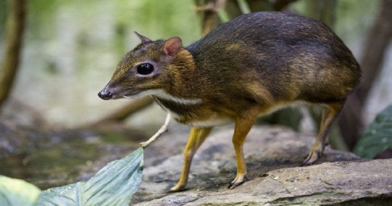 Smallest Deer In The World Weighs Just 1.8 Kgs