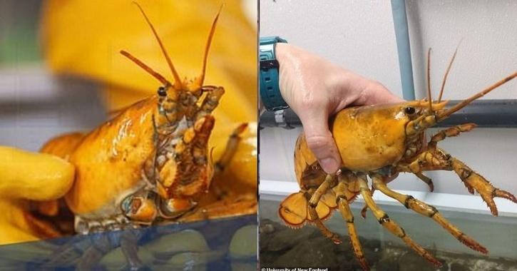 Rare Yellow Lobster Found By A Fisherman