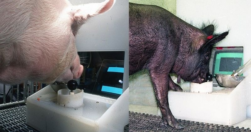 Pigs Are Smart: Scientists Teach Pigs How To Play Video Games