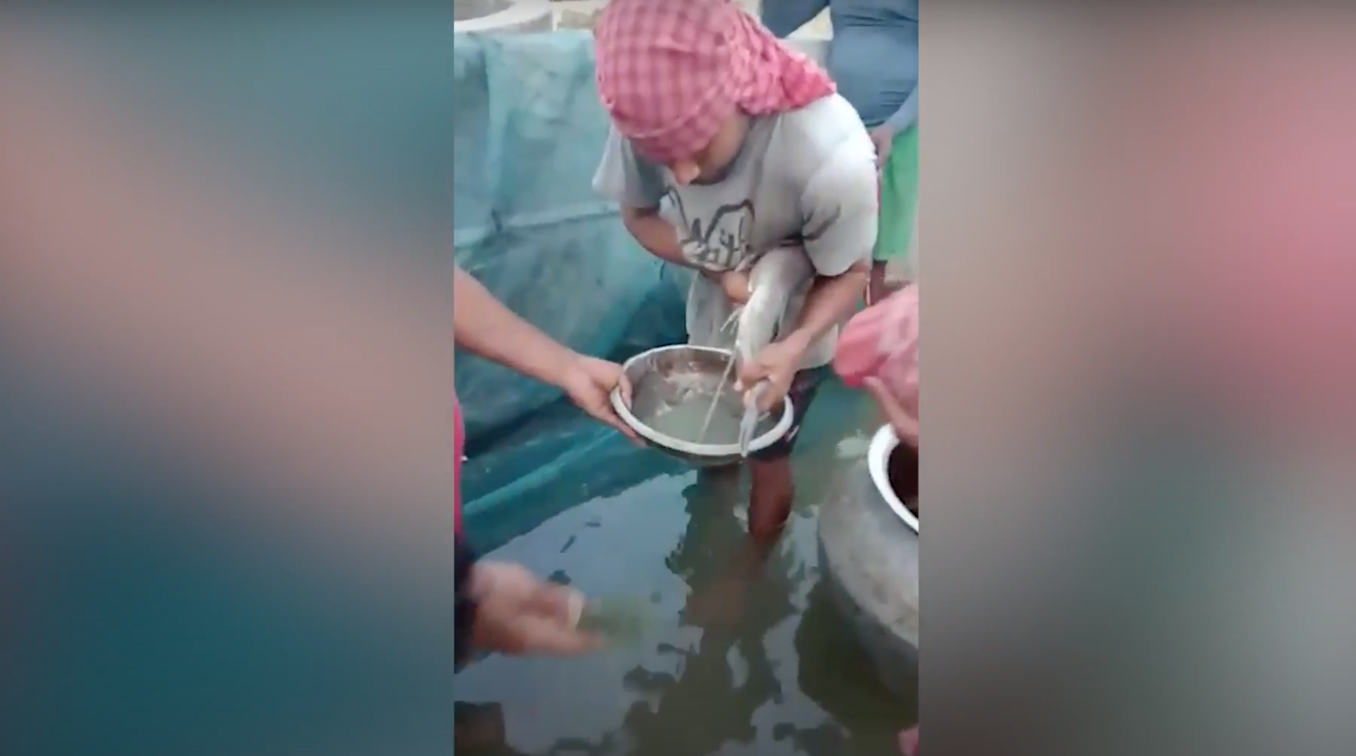 How Overcrowding, Antibiotics And Other Practices Are Affecting Fish In ...