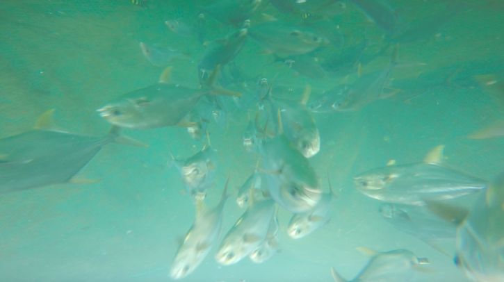 How Overcrowding, Antibiotics And Other Practices Are Affecting Fish In ...