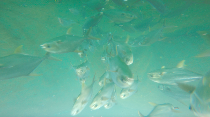 How Overcrowding, Antibiotics And Other Practices Are Affecting Fish In ...