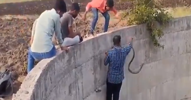 Men Save Snake From Drowning