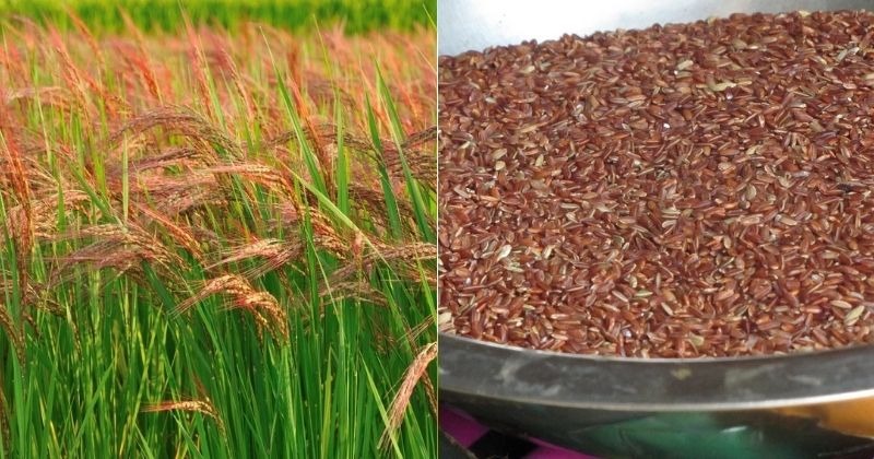 'लाल चावल' की खेती कर रहे हैं कुछ किसान, हो रही है 3 गुना से कमाई, सेहत ...