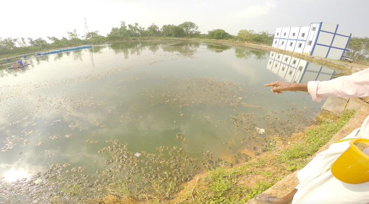 How Overcrowding, Antibiotics And Other Practices Are Affecting Fish In ...