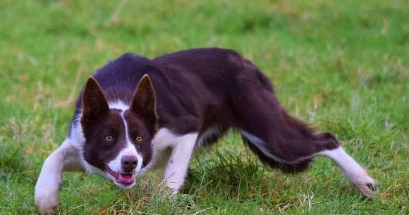 Welsh Sheepdog Sells For A Record Price Of Rs 27 Lakh