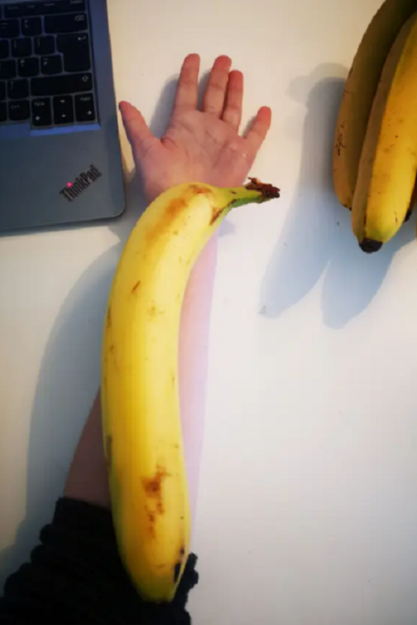 Baahubali Banana In Andhra Pradesh Gets Famous