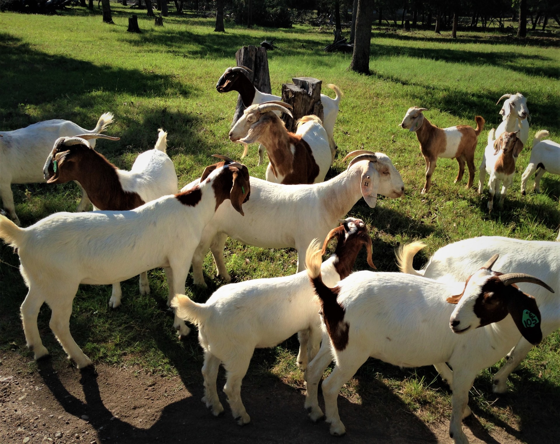 Goat Bank: महाराष्ट्र का अनोखा बैंक, जहां लोन में मिलती है बकरी, किश्त ...