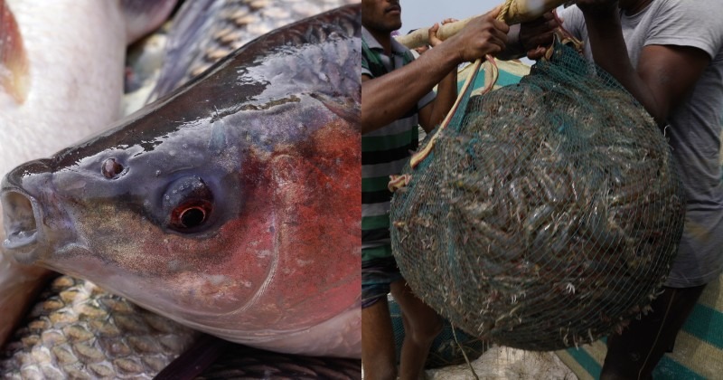 How Overcrowding, Antibiotics And Other Practices Are Affecting Fish In ...