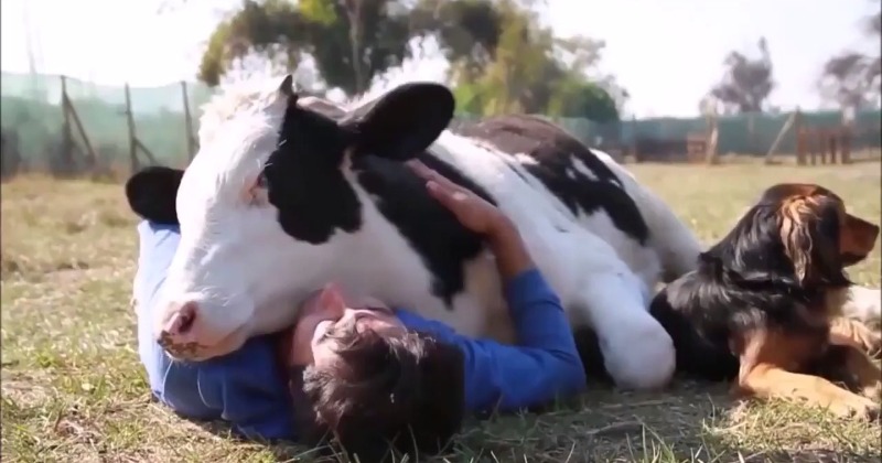 Cow Science Exam May Be Postponed But An Ngo Is Launching A Cow Cuddling Centre In Haryana