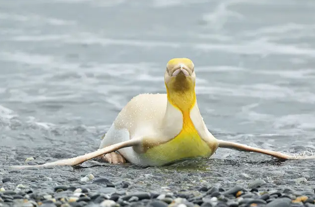 Wildlife Photographer Captures Rare Yellow Penguin