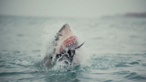 Great White Shark Seen Flying Through Air