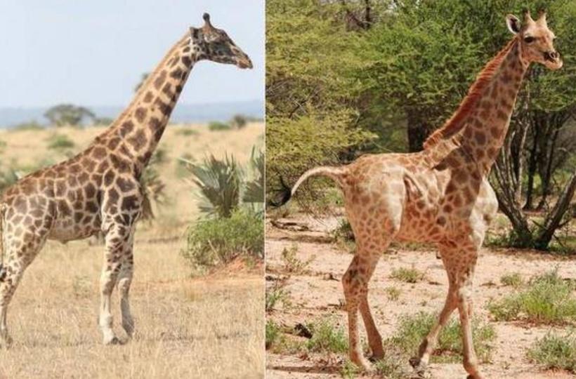 Giraffe With Dwarfism