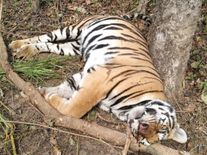 Tiger Found Dead In Madhya Pradesh's Pench Tiger Reserve, Second To Die ...