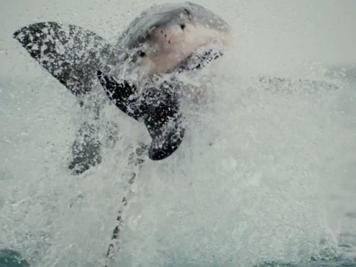 Great White Shark Seen Flying Through Air