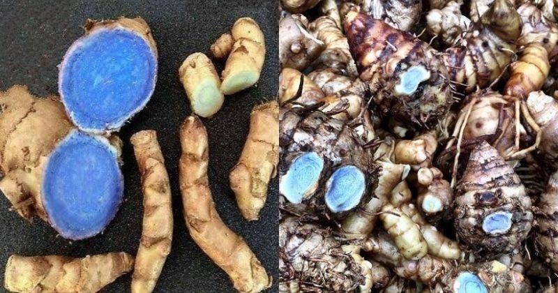 Did You That Turmeric Has A Blackish-Blue Cousin?