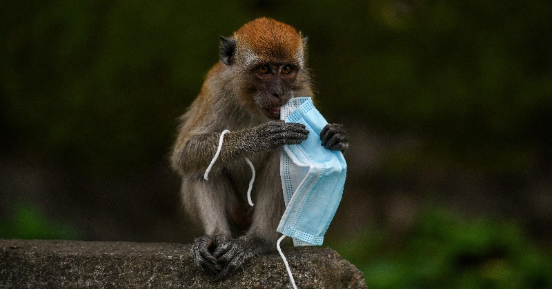 We Are Endangering Other Creatures While Saving Ourselves