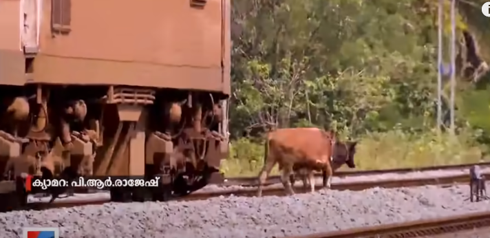 Palakkad Loco Pilot Halts Train To Save Two Stray Cows