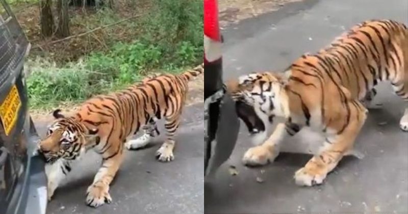Watch: Bengal Tiger Pulls Vehicle Reportedly At Bengaluru's ...