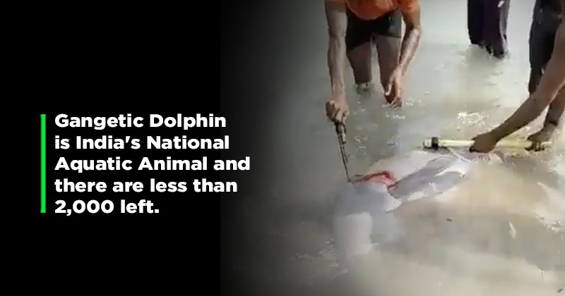 Shocking Video Shows An Endangered Gangetic Dolphin Hacked To Death For ...