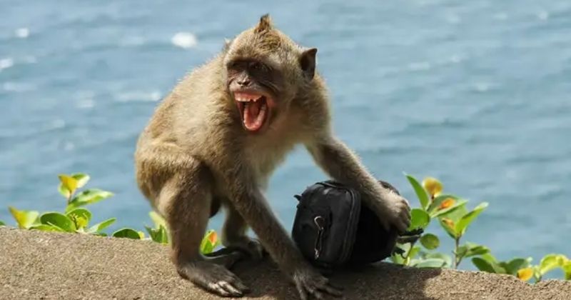 Indonesian Monkeys Steal High-Value Items And Exchange It For Food ...
