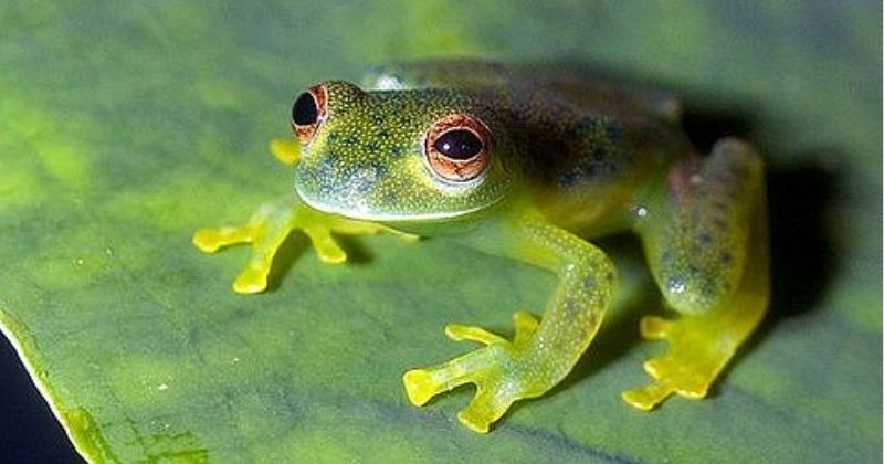 Glass Frogs Wave Arms, Legs & Bob Heads To Signal Mates In Noisy ...