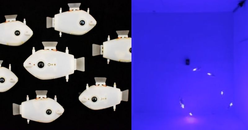Scientists Develop Fish Robots That Swim Underwater To Help Eco ...
