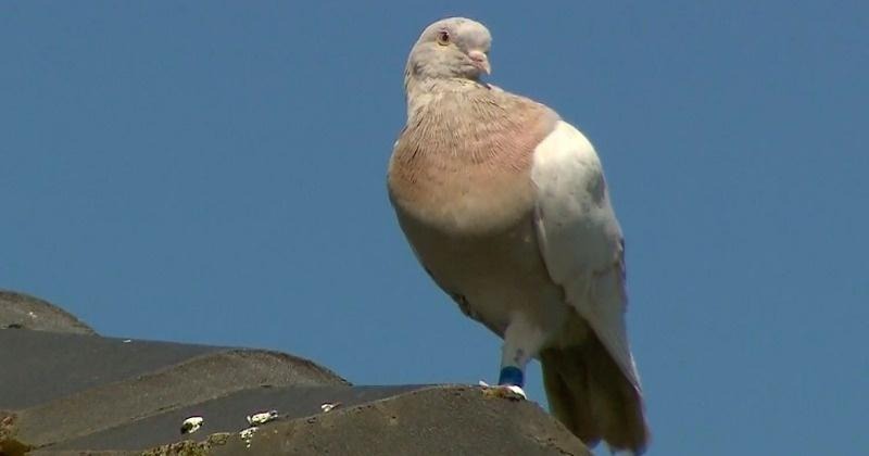 People File Petition To Save Joe, Pigeon Who Crossed The Pacific Ocean