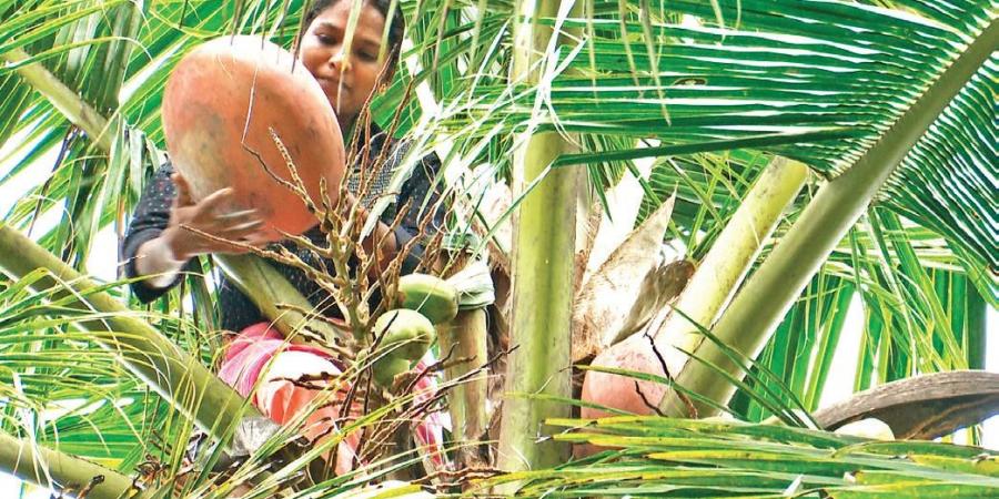 Woman Climbs 30-Foot-Tall Palm Trees To Tap Toddy