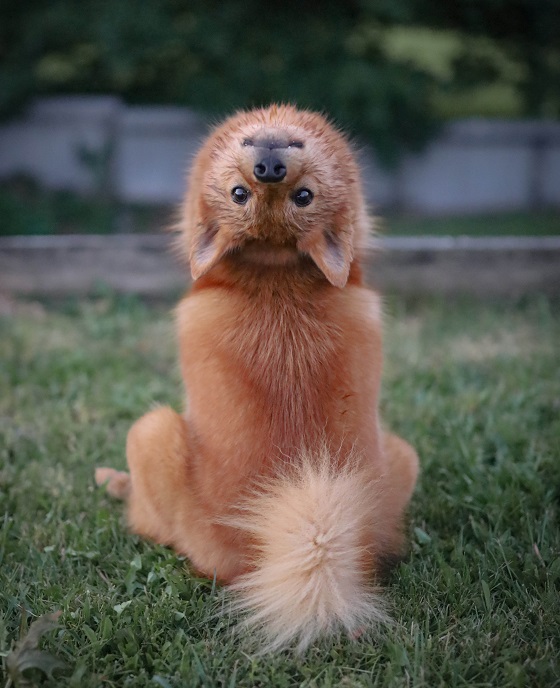 Owner Teaches Dog To Rotate Its Head 180 Degrees