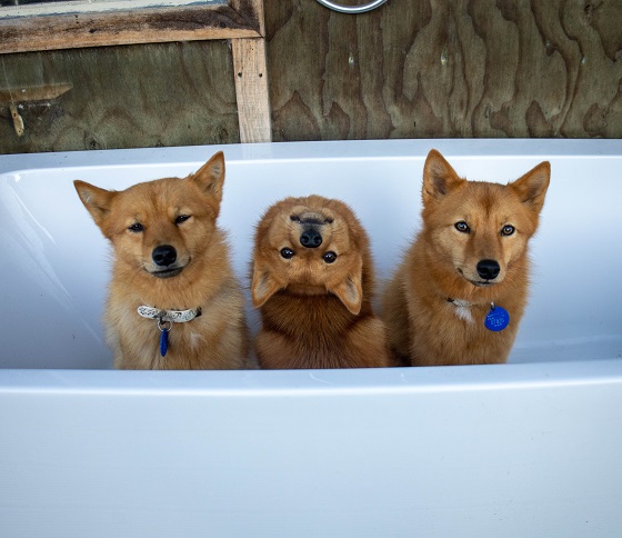 Owner Teaches Dog To Rotate Its Head 180 Degrees