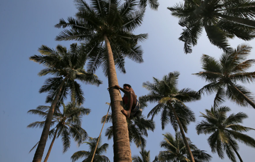 Woman Climbs 30-Foot-Tall Palm Trees To Tap Toddy
